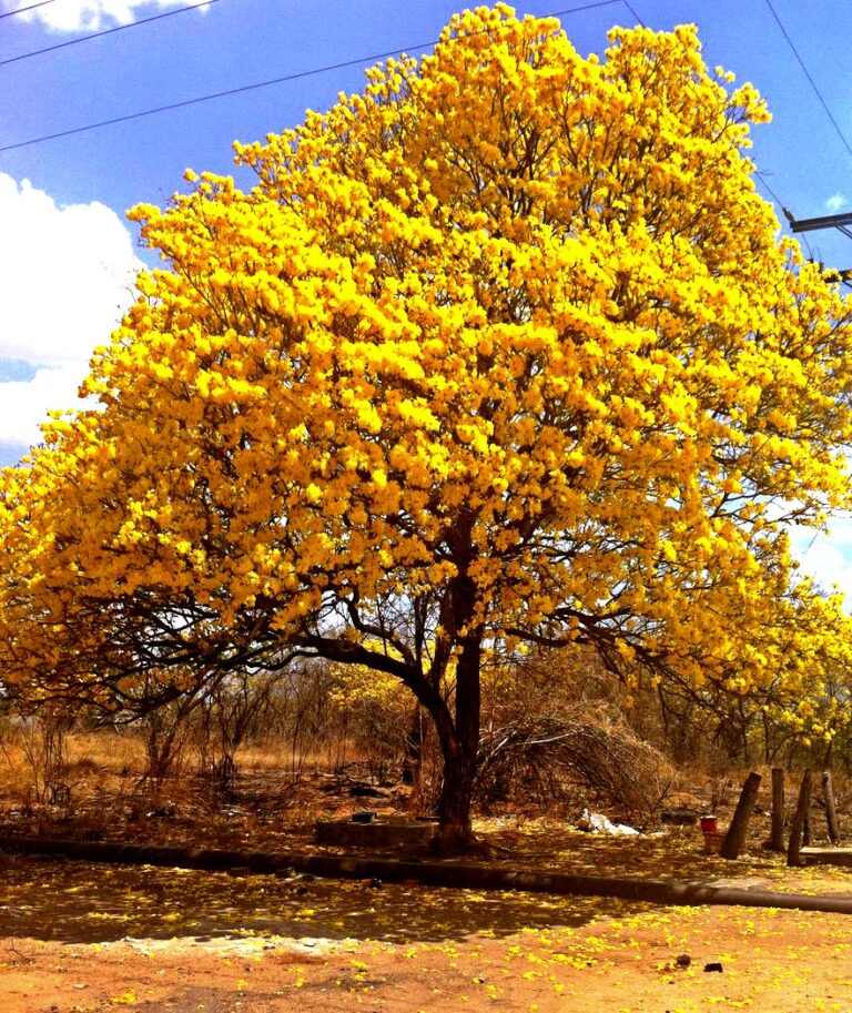 Araguaney: Un destello amarillo que late en el corazón de Venezuela – MINEC