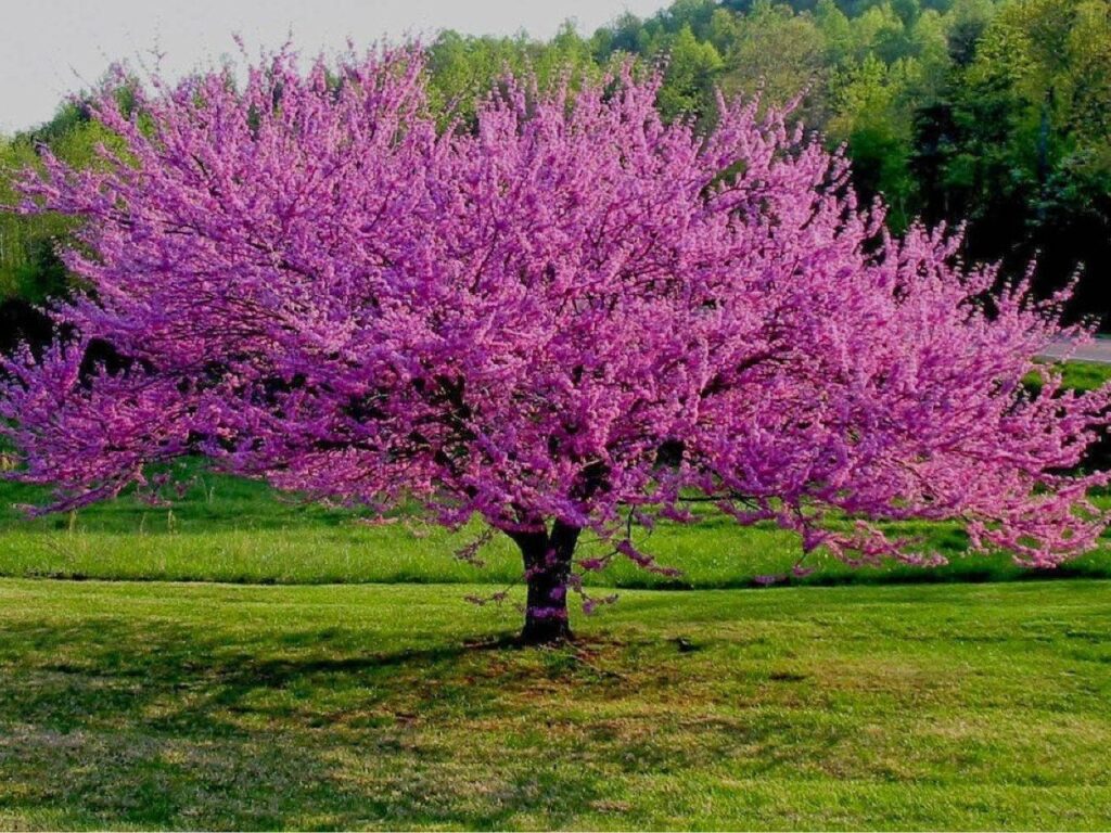 Día Nacional del Árbol: Especie para la vida del planeta – MINEC